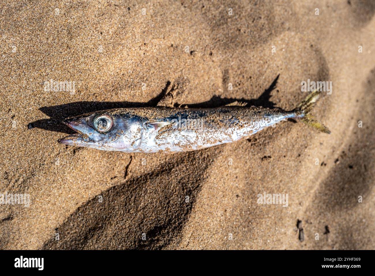 Fish on the beach of Morocco Agadir Beach Souss-Massa Marocco Stock ...
