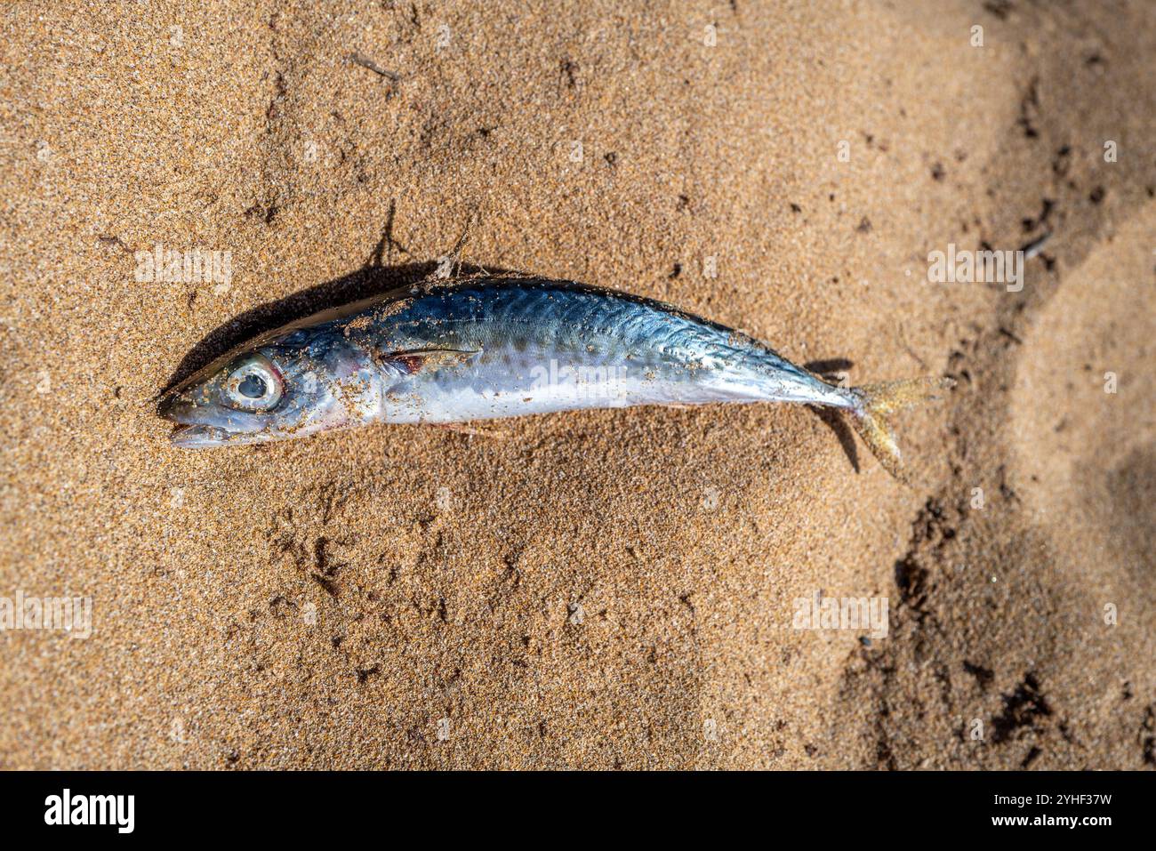 Fish on the beach of Morocco Agadir Beach Souss-Massa Marocco Stock ...