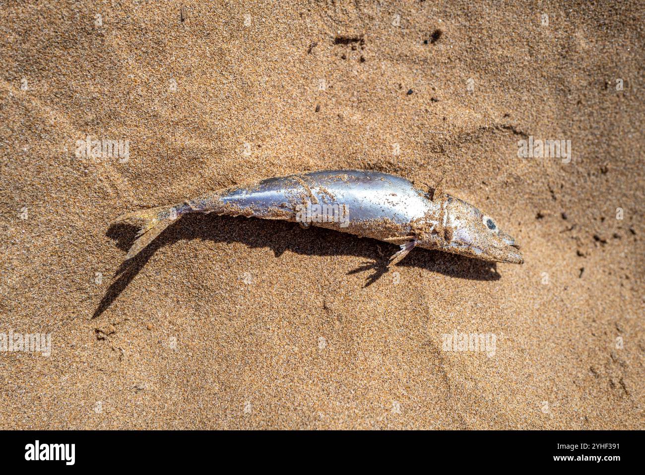 Fish on the beach of Morocco Stock Photo - Alamy