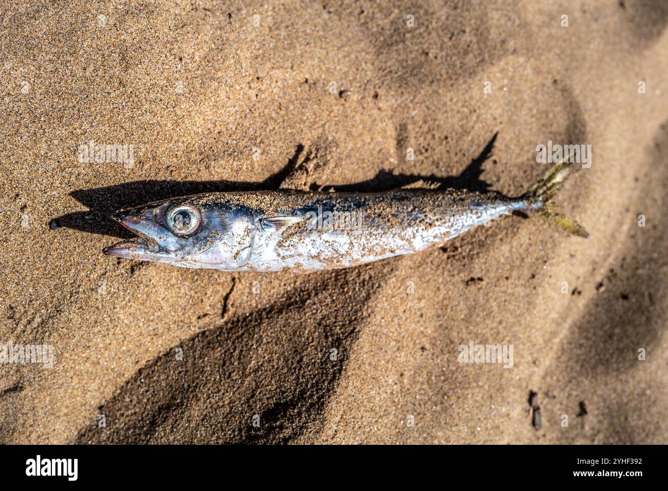 Fish on the beach of Morocco Stock Photo - Alamy