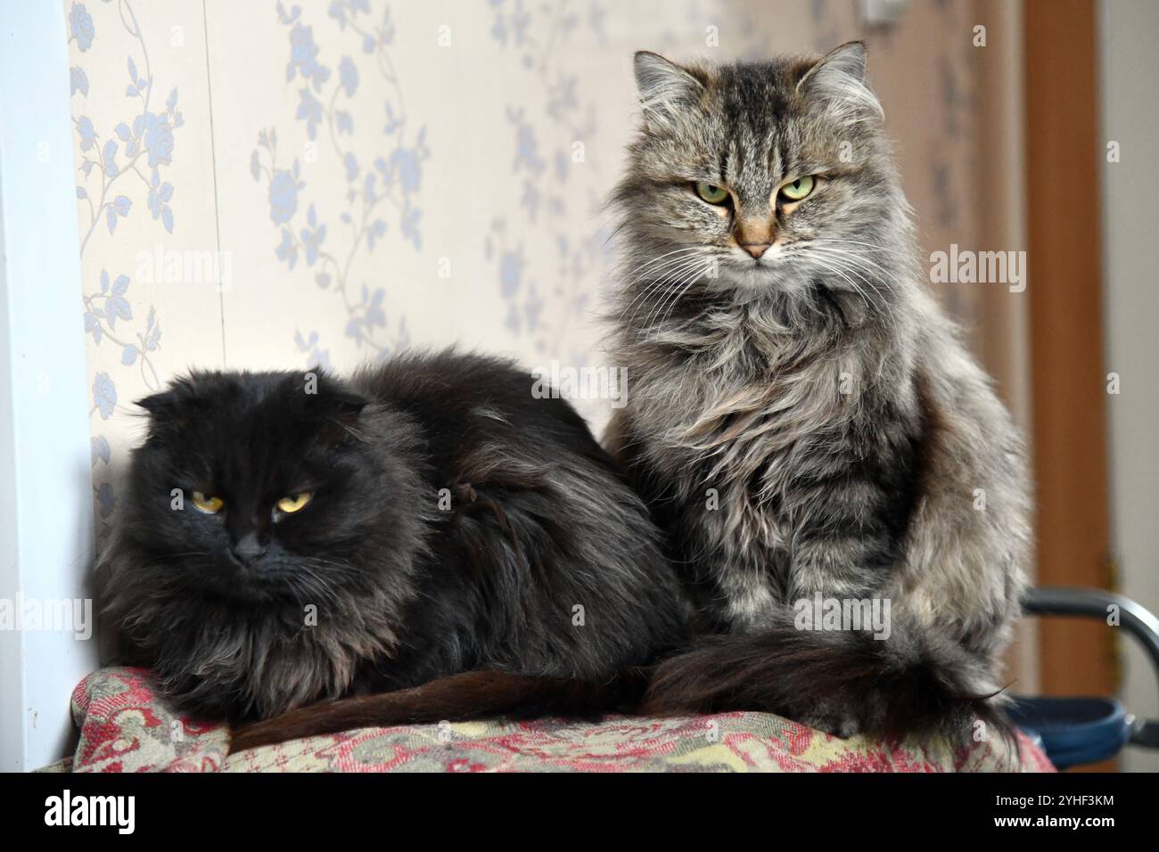 Funny curious creepy hi-res stock photography and images - Alamy
