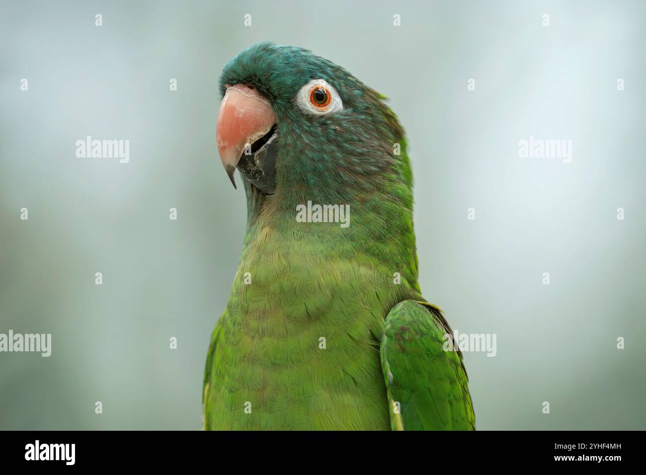 blue-crowned parakeetor blue-crowned conure, Thectocercus acuticaudatus ...