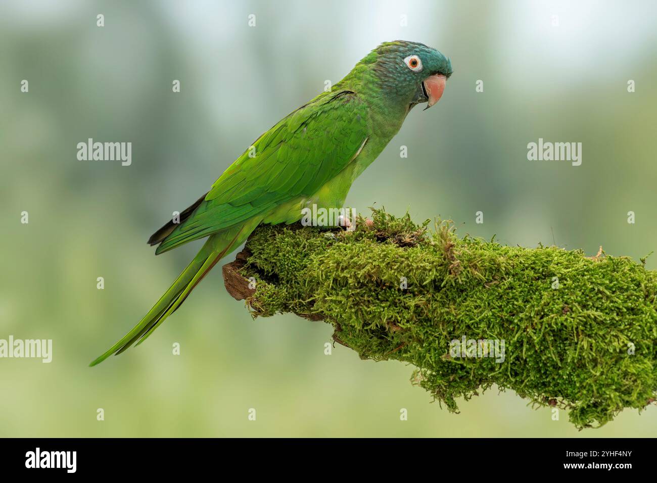 blue-crowned parakeetor blue-crowned conure, Thectocercus acuticaudatus ...