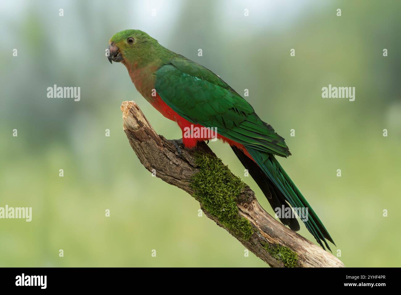 Australian king parrot female, Alisterus scapularis Stock Photo - Alamy