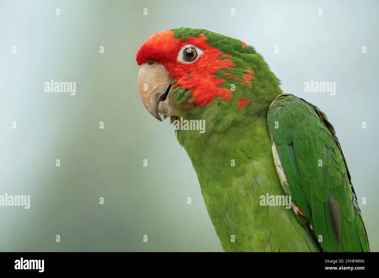 mitred parakeet or mitred conure Psittacara mitratus Stock Photo - Alamy
