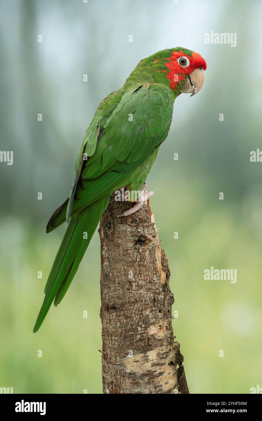 mitred parakeet or mitred conure Psittacara mitratus Stock Photo - Alamy
