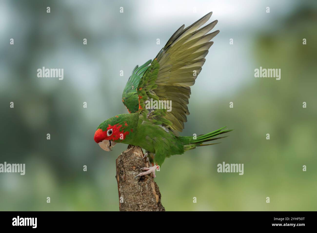 mitred parakeet or mitred conure Psittacara mitratus Stock Photo - Alamy