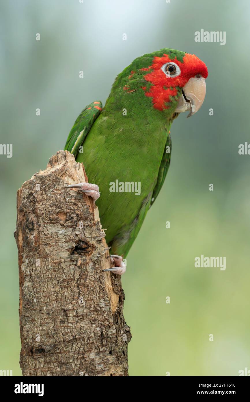 Mitred parakeet psittacara mitratus hi-res stock photography and images ...