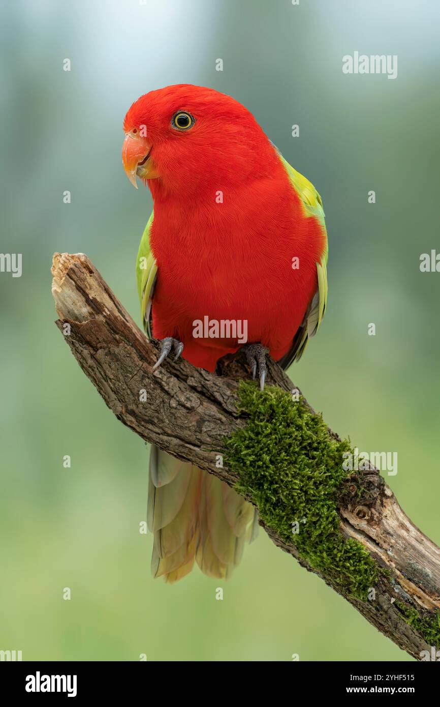 Australian king parrot male is yellow mutation (dilute), Alisterus ...