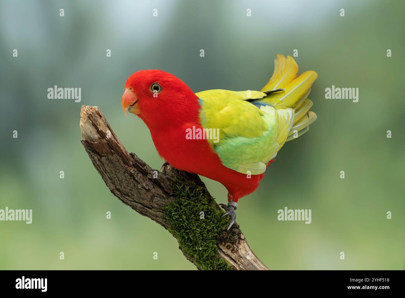 Australian king parrot male is yellow mutation (dilute), Alisterus ...