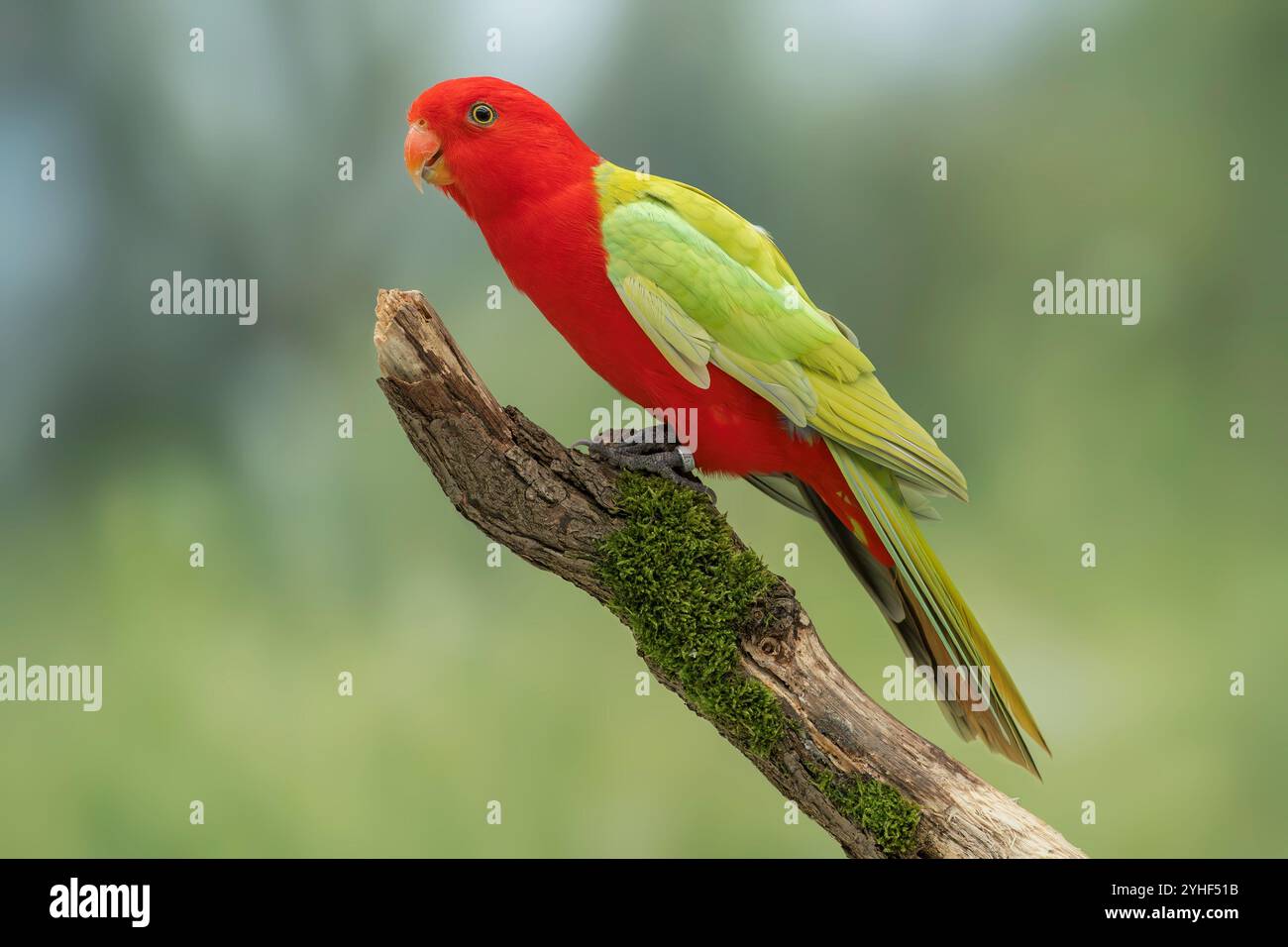 Dilute bird hi-res stock photography and images - Alamy