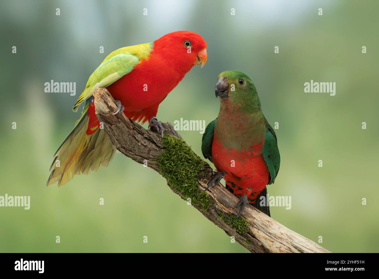 Australian king parrot male is yellow mutation (dilute), Alisterus ...