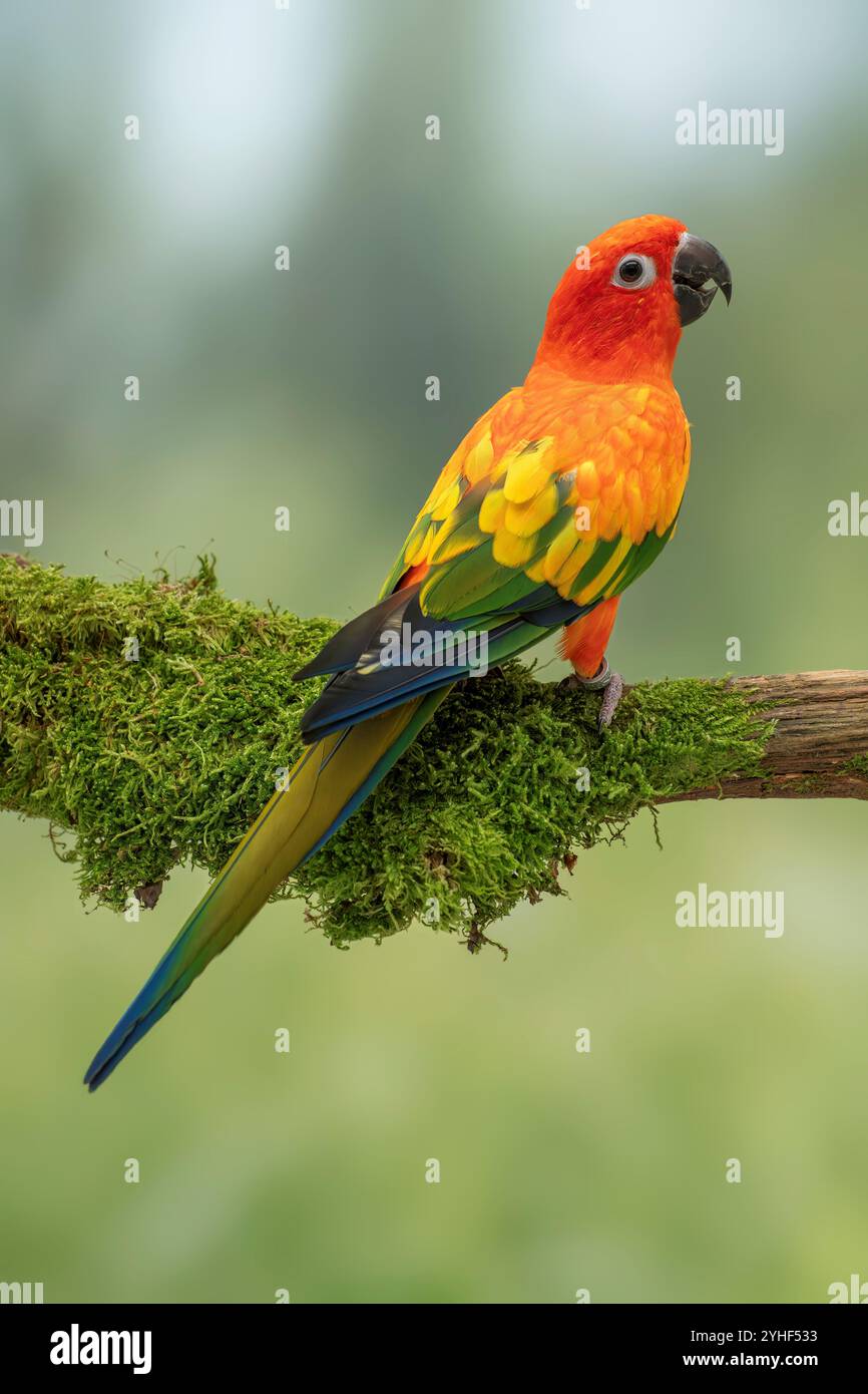 sun conure red factor, Aratinga solstitialis Stock Photo - Alamy