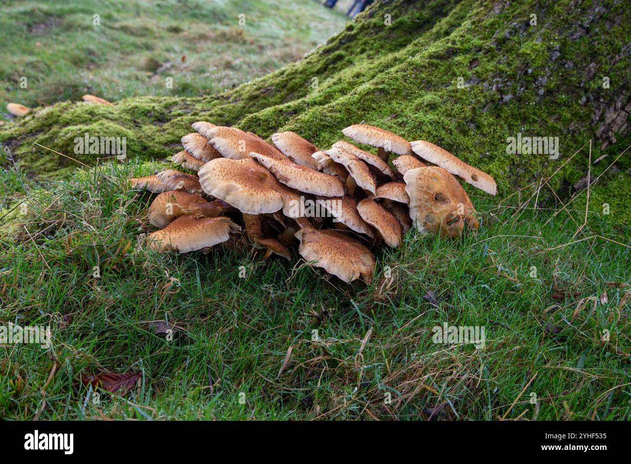 Fungi toadstools growing around a tree in the countryside during Autumn ...