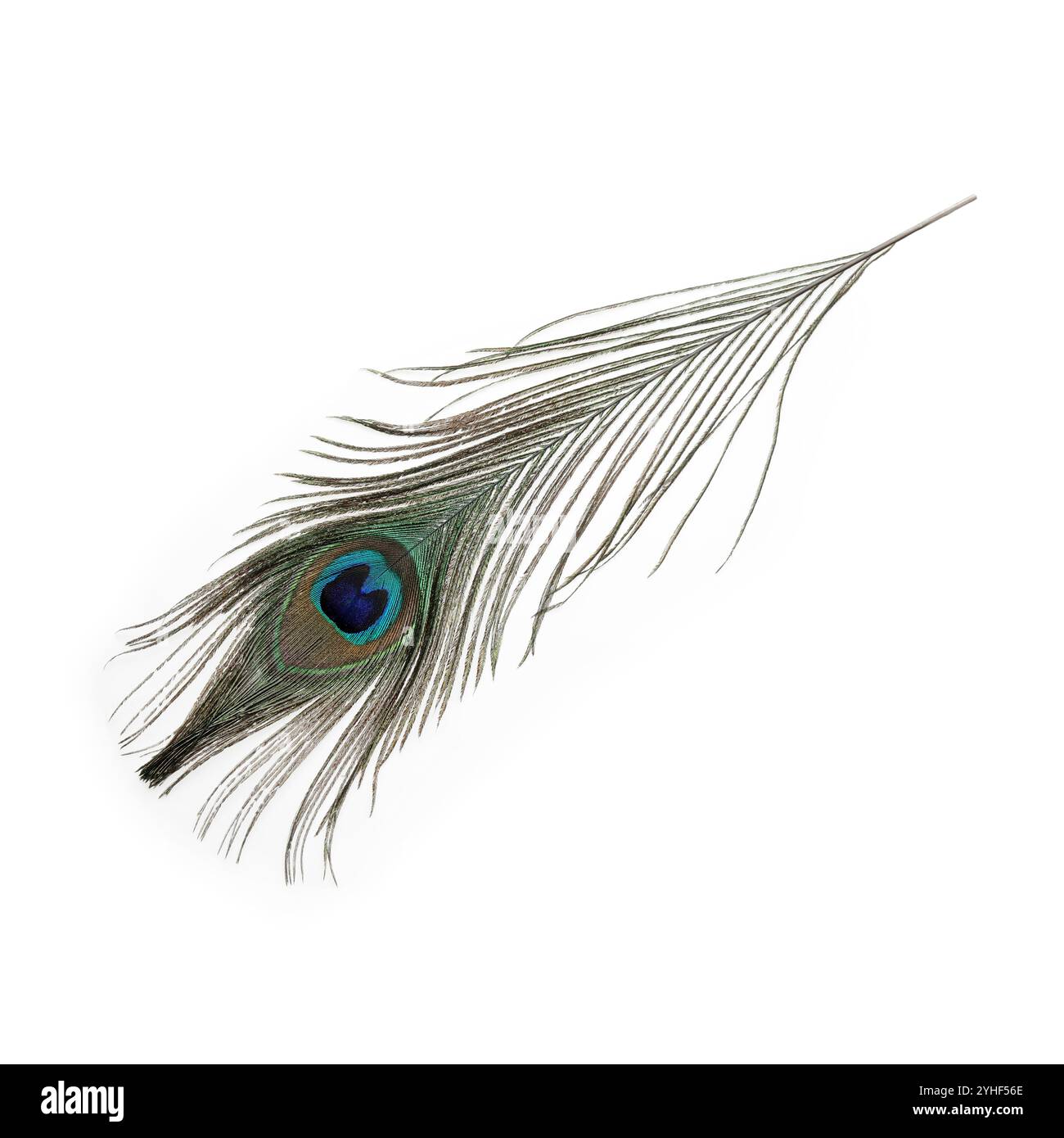 One beautiful peacock feather isolated on white Stock Photo - Alamy