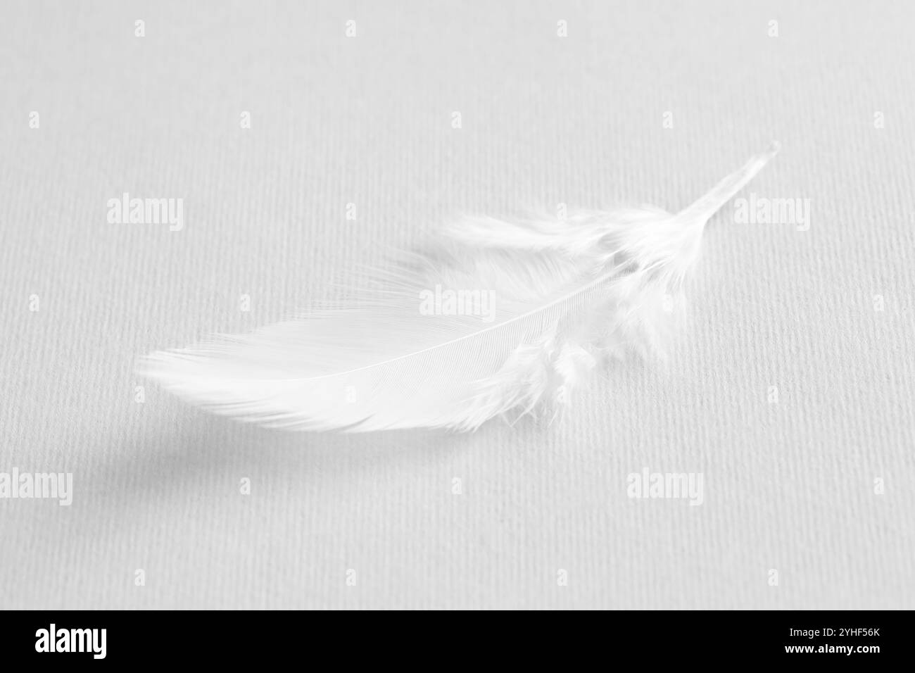 One feather on white background Black and White Stock Photos & Images ...