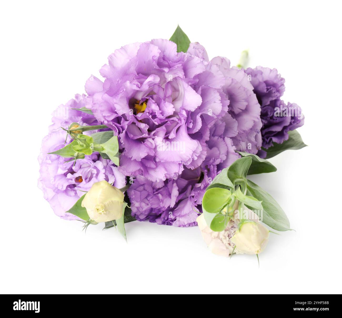 Lisianthus eustoma green Cut Out Stock Images & Pictures - Alamy