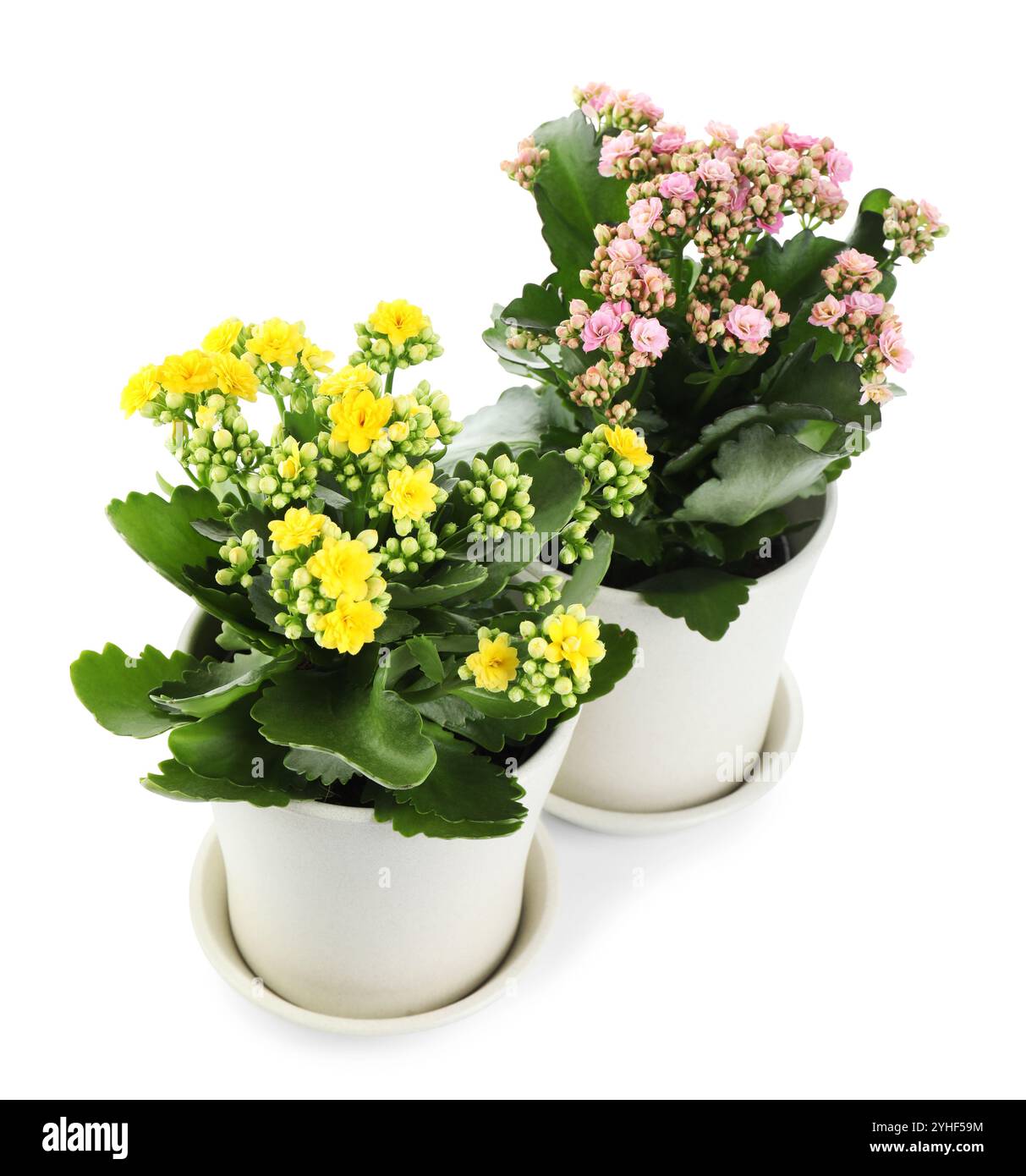Different beautiful kalanchoe flowers in pots isolated on white Stock ...