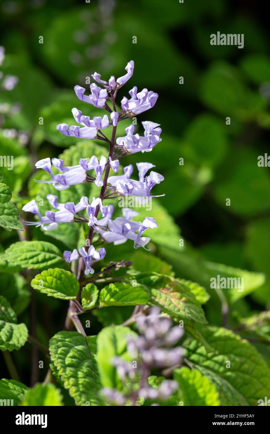 Close up of a Zulu spurflower (plectranthus zuluensis) in bloom Stock ...