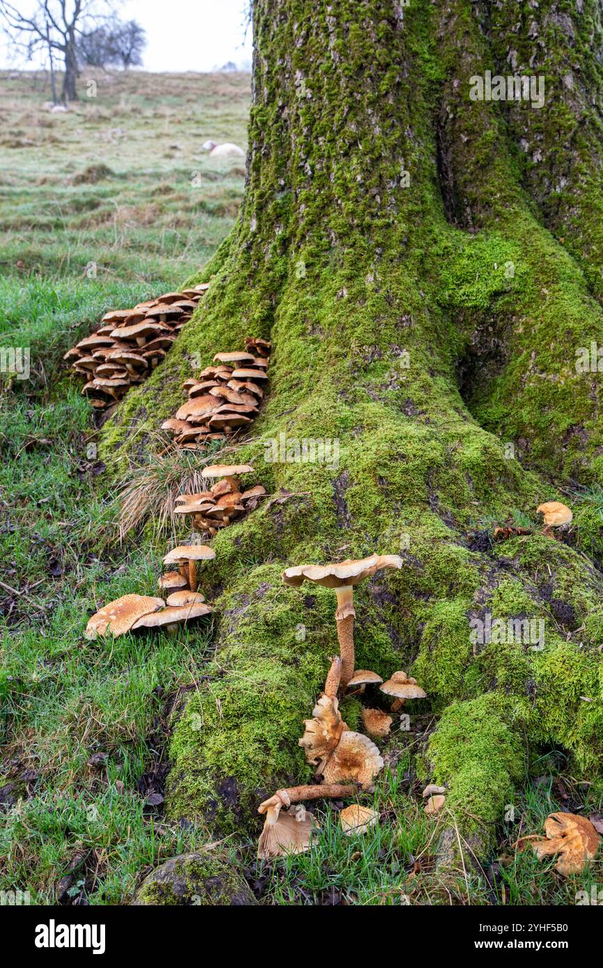 Fungi toadstools growing around a tree in the countryside during Autumn Stock Photo - Alamy