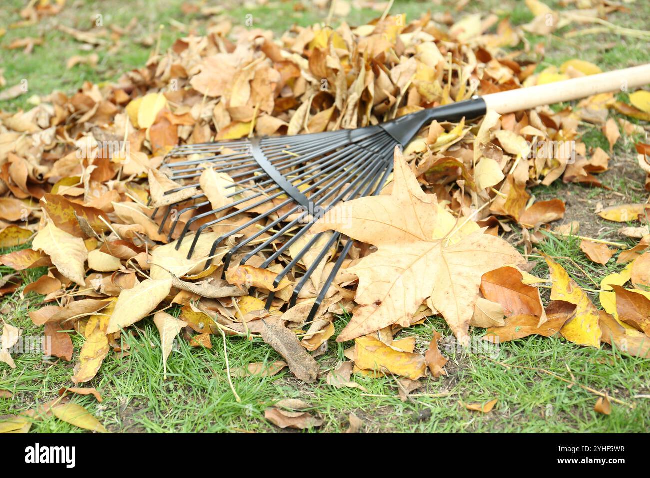 Fallen leaves on green grass hi-res stock photography and images - Alamy