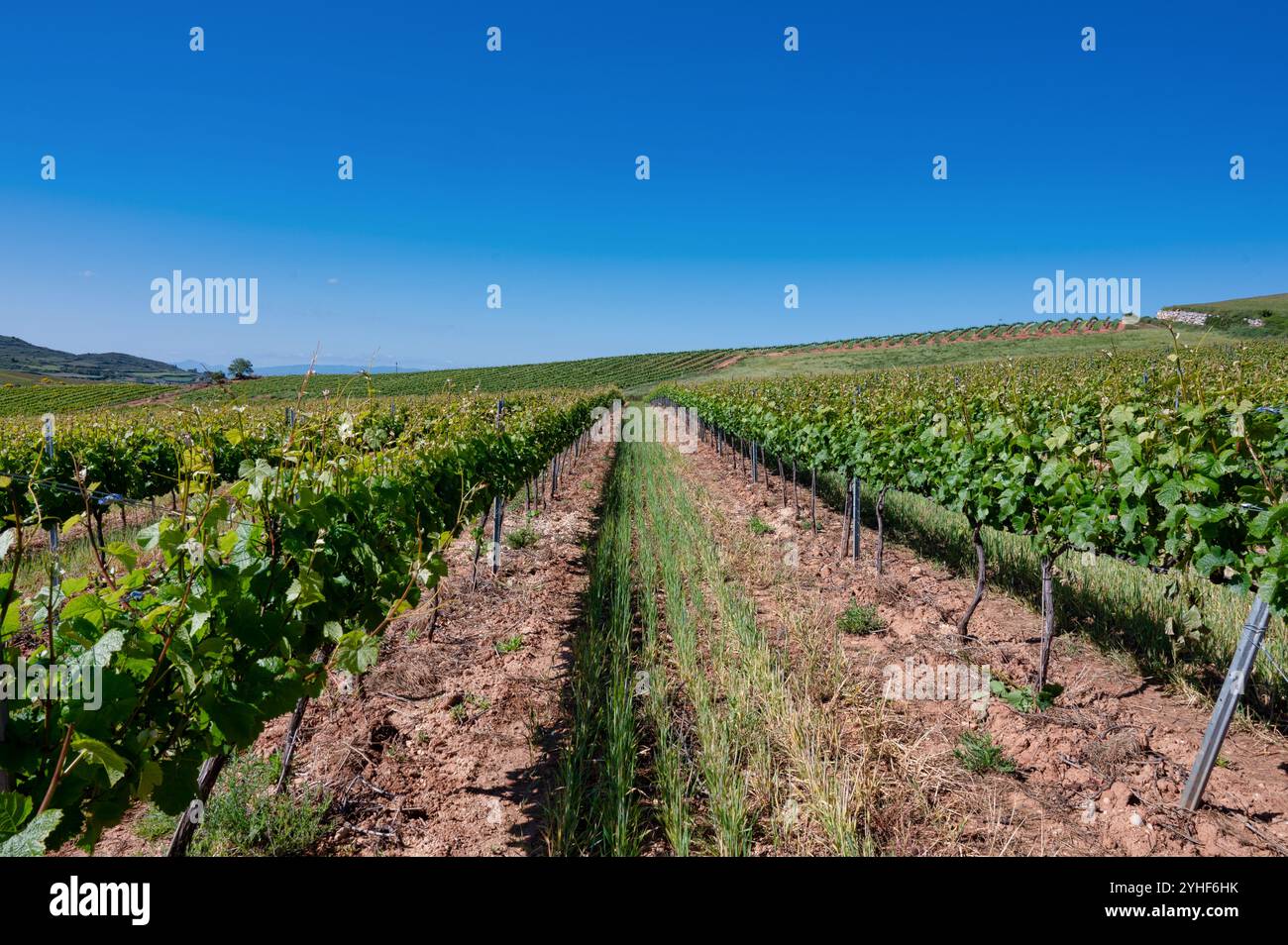 Grapes growing vineyard village background hi-res stock photography and ...