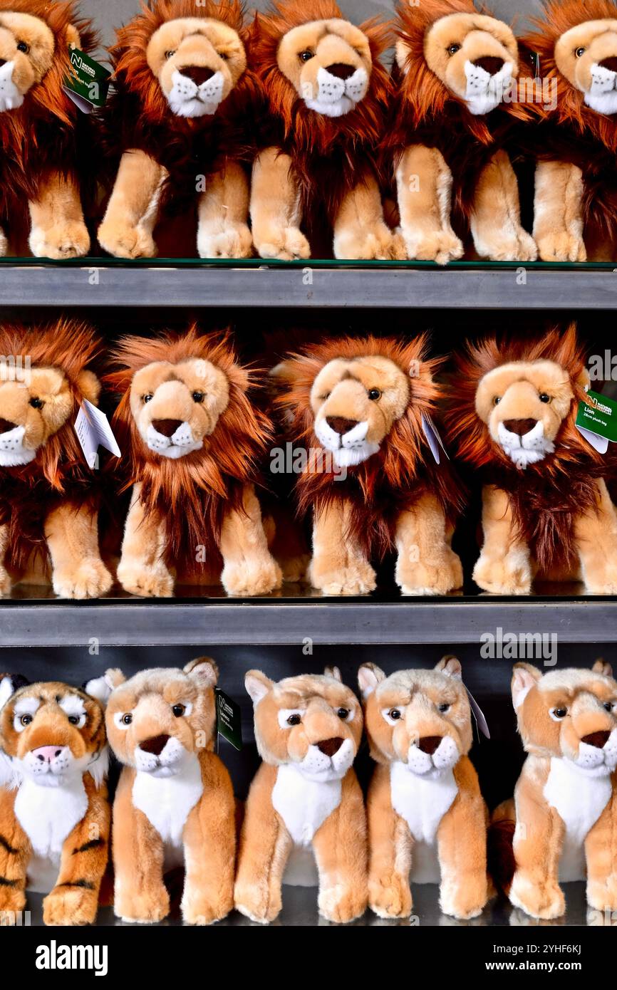 Lion, lioness and a tiger soft toys on display in a gift shop in the ...