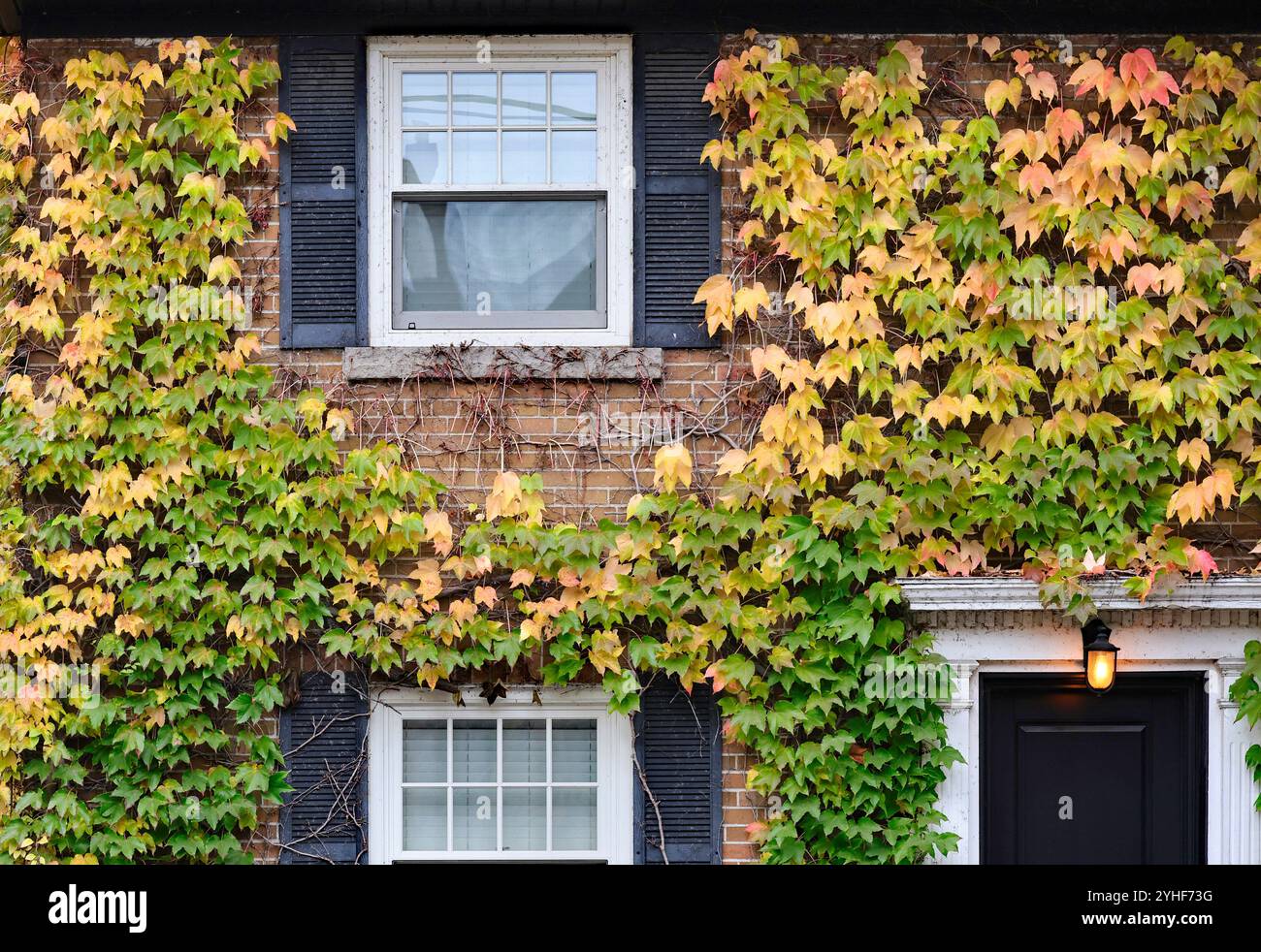 Front of old brick house covered with colorful ivy in fall Stock Photo ...