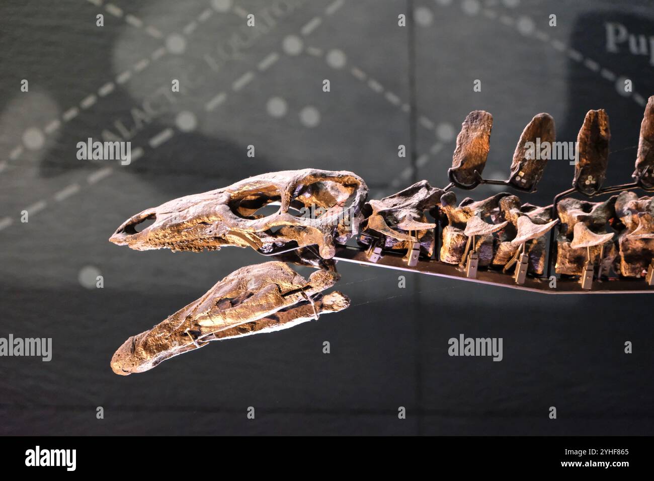 The head and neck of the fossilised skeleton of a Stegosaurus dinosaur ...