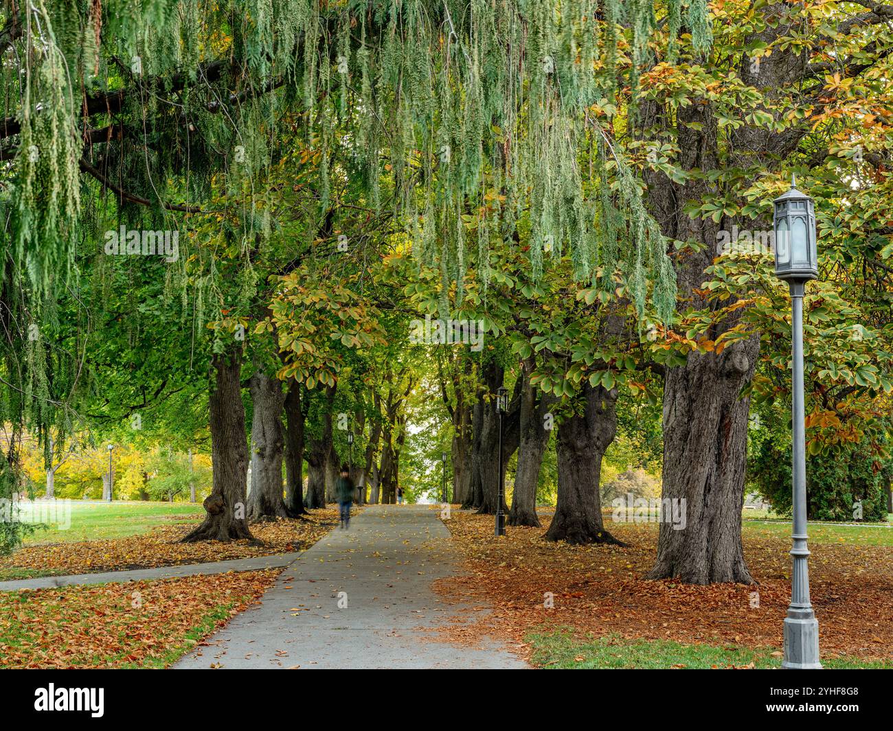 University walking path in the fall Stock Photo - Alamy