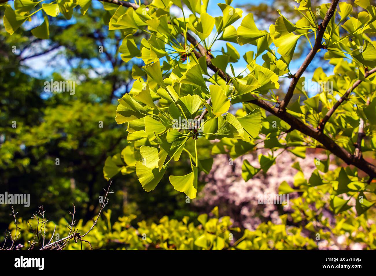 Ginkgo biloba branch hi-res stock photography and images - Alamy