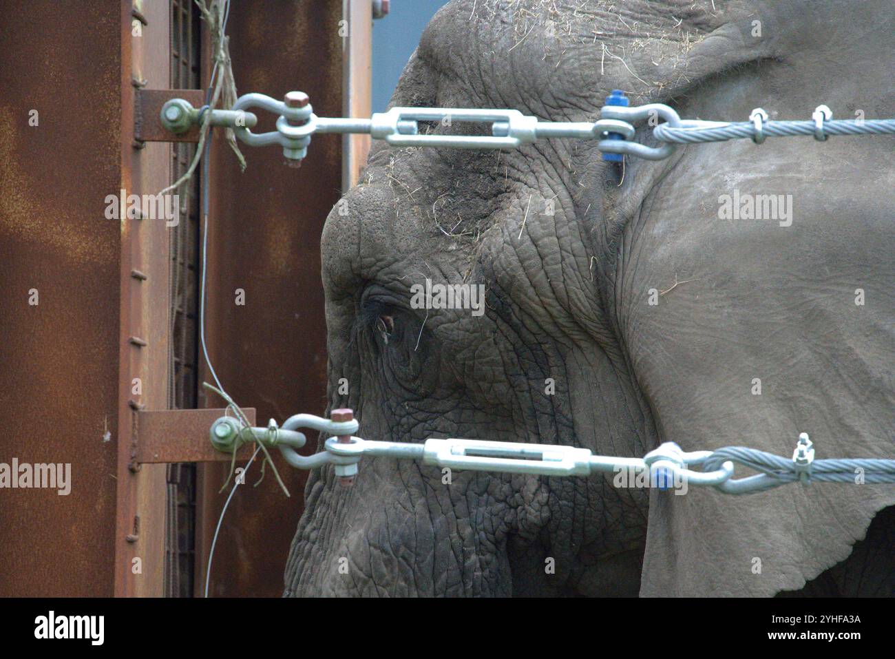 Elephant in confined space hi-res stock photography and images - Alamy
