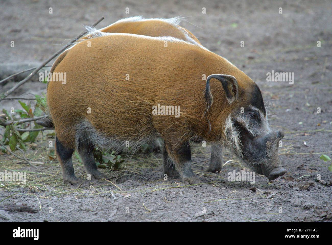 Hog characteristics hi-res stock photography and images - Alamy