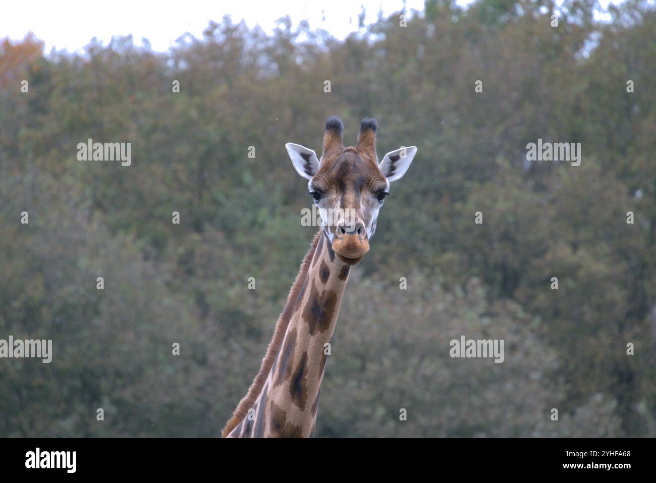 Giraffes natural habitat hi-res stock photography and images - Alamy