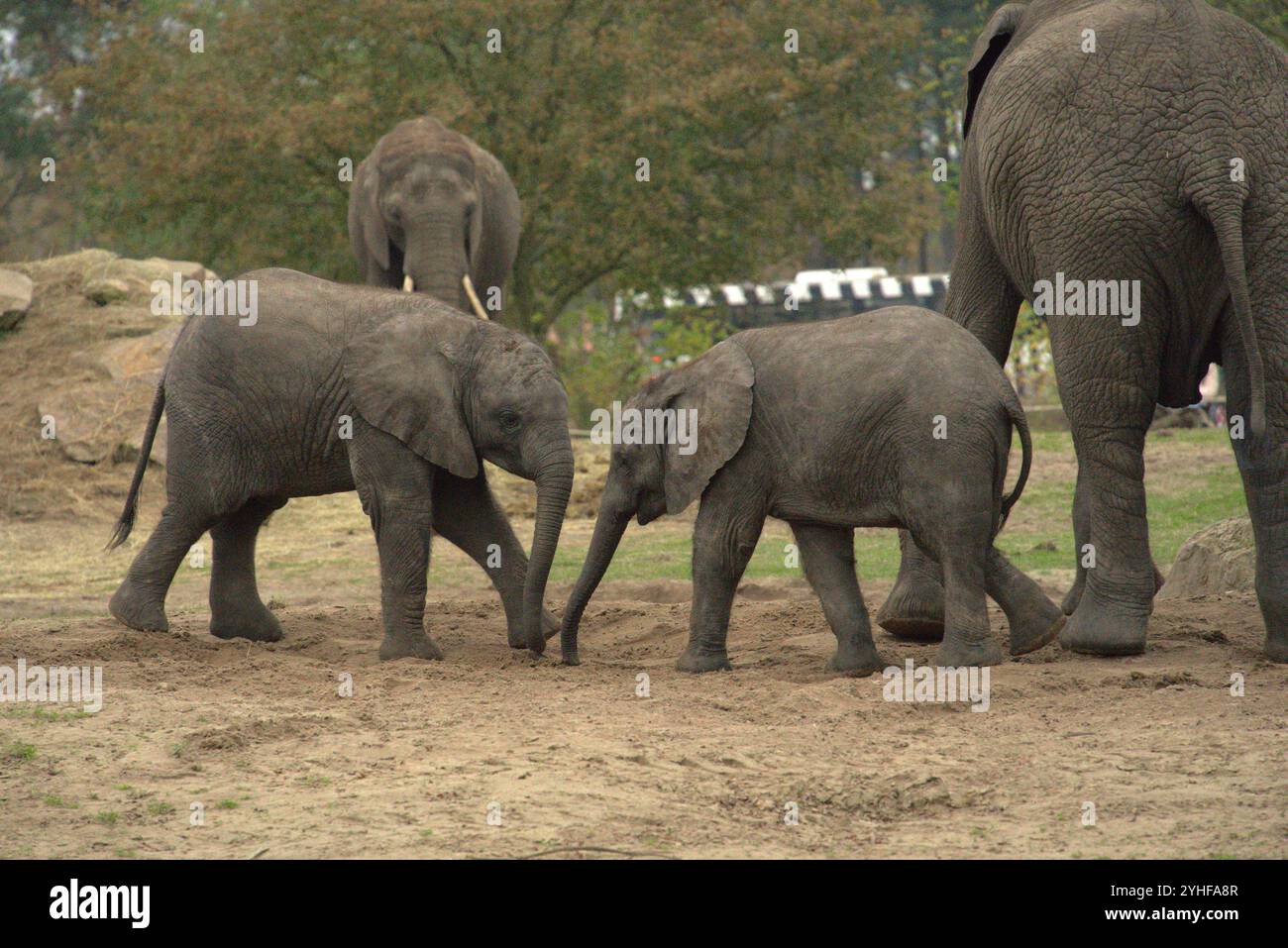 Adorable baby elephant having hi-res stock photography and images - Alamy