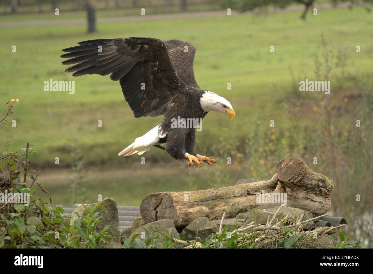 North american wild wilderness wildlife hi-res stock photography and ...