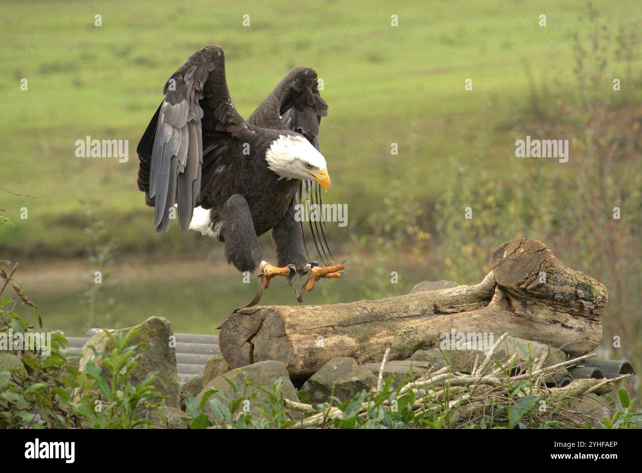 North american wild wilderness wildlife hi-res stock photography and ...