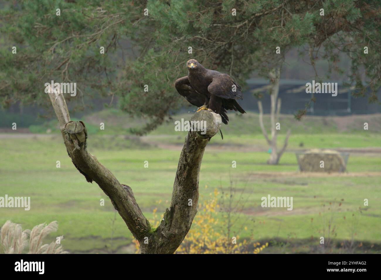 Predator gaze hi-res stock photography and images - Alamy