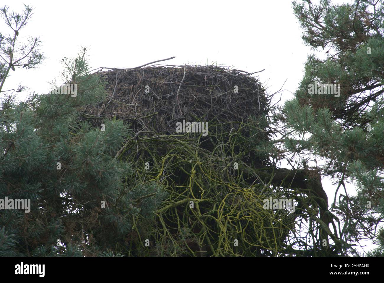 Resilient Nest: Stork's Home on Split Tree Branch Stock Photo - Alamy