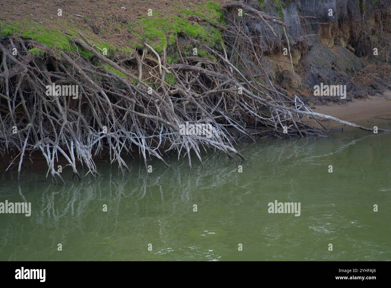 Tree roots reaching water hi-res stock photography and images - Alamy