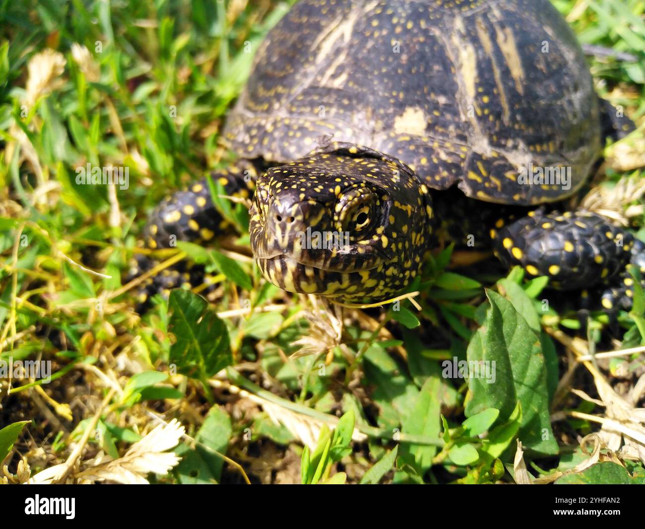 The European pond turtle - Emys Orbicularis, allso called commonly the ...
