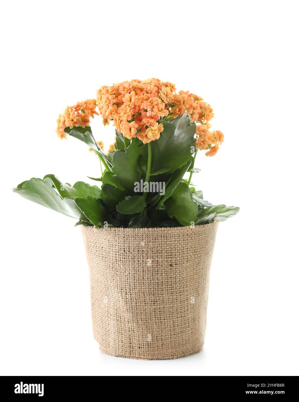 Beautiful orange kalanchoe flower in pot isolated on white Stock Photo ...