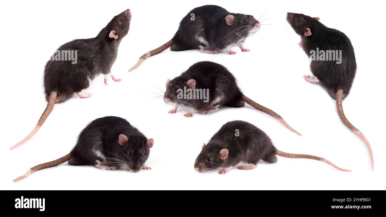 Fluffy rat isolated on white, collage. Rodent Stock Photo - Alamy