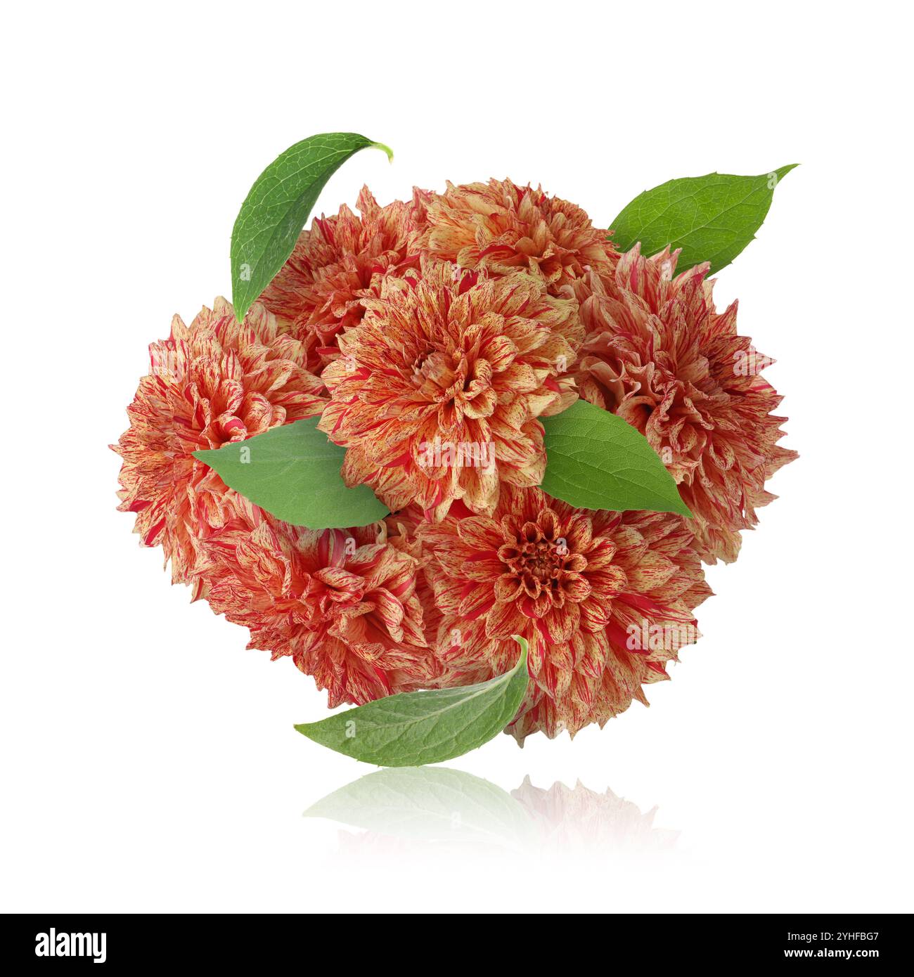 Bright dahlia flowers in air on white background Stock Photo - Alamy
