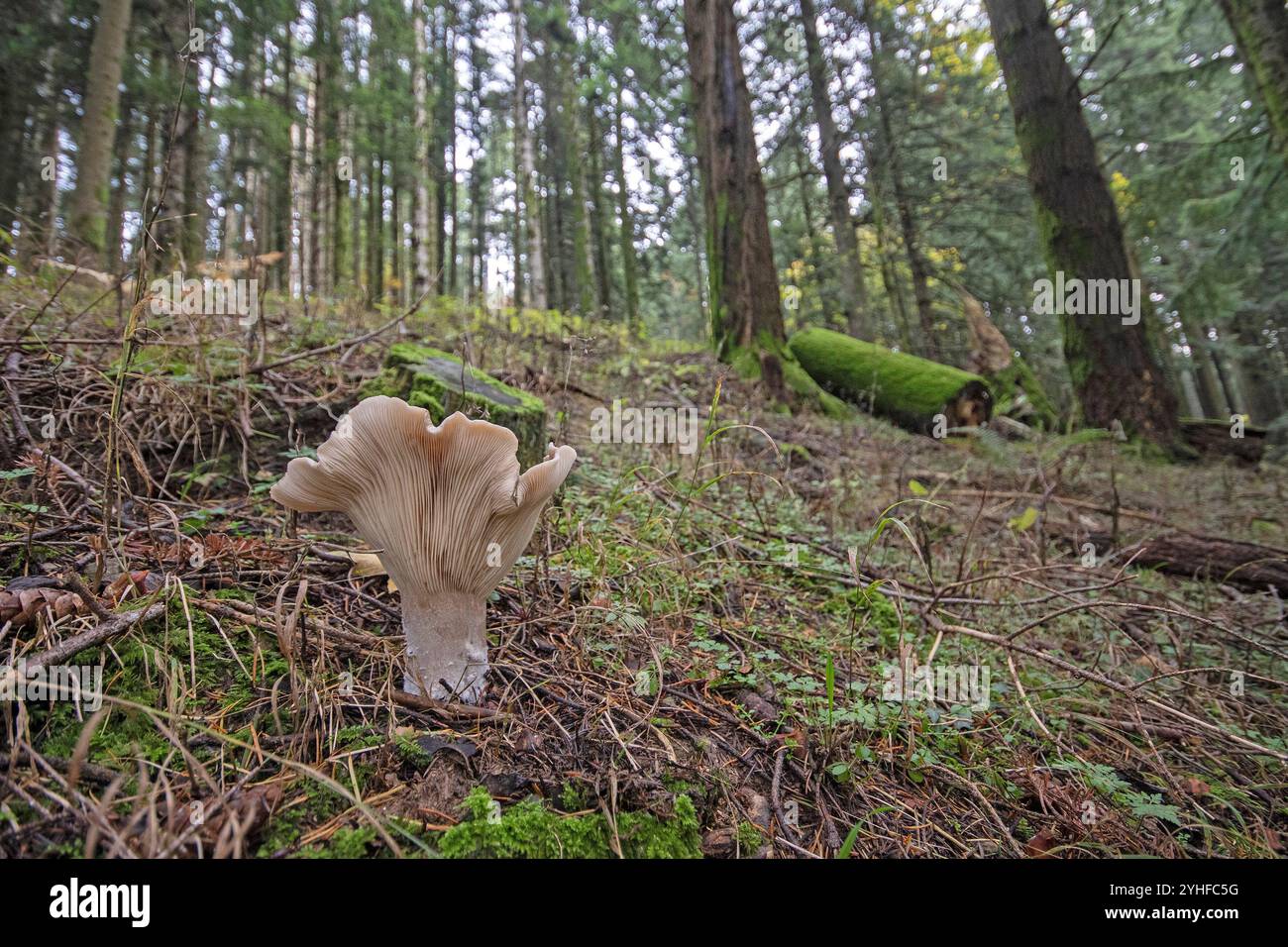 Agarico gigante hi-res stock photography and images - Alamy