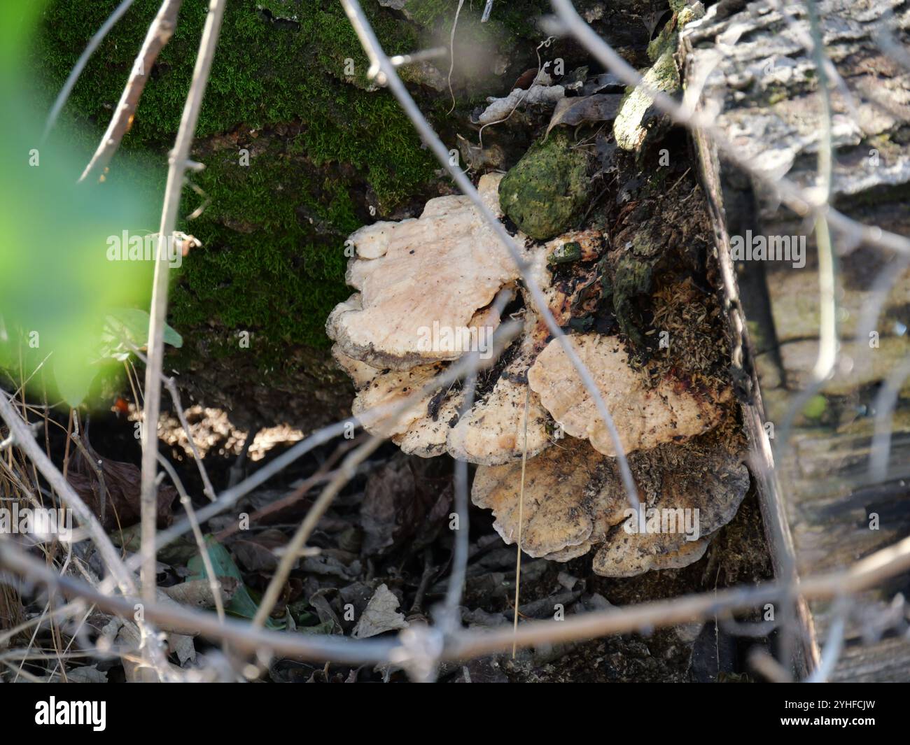Cedar niles hi-res stock photography and images - Alamy