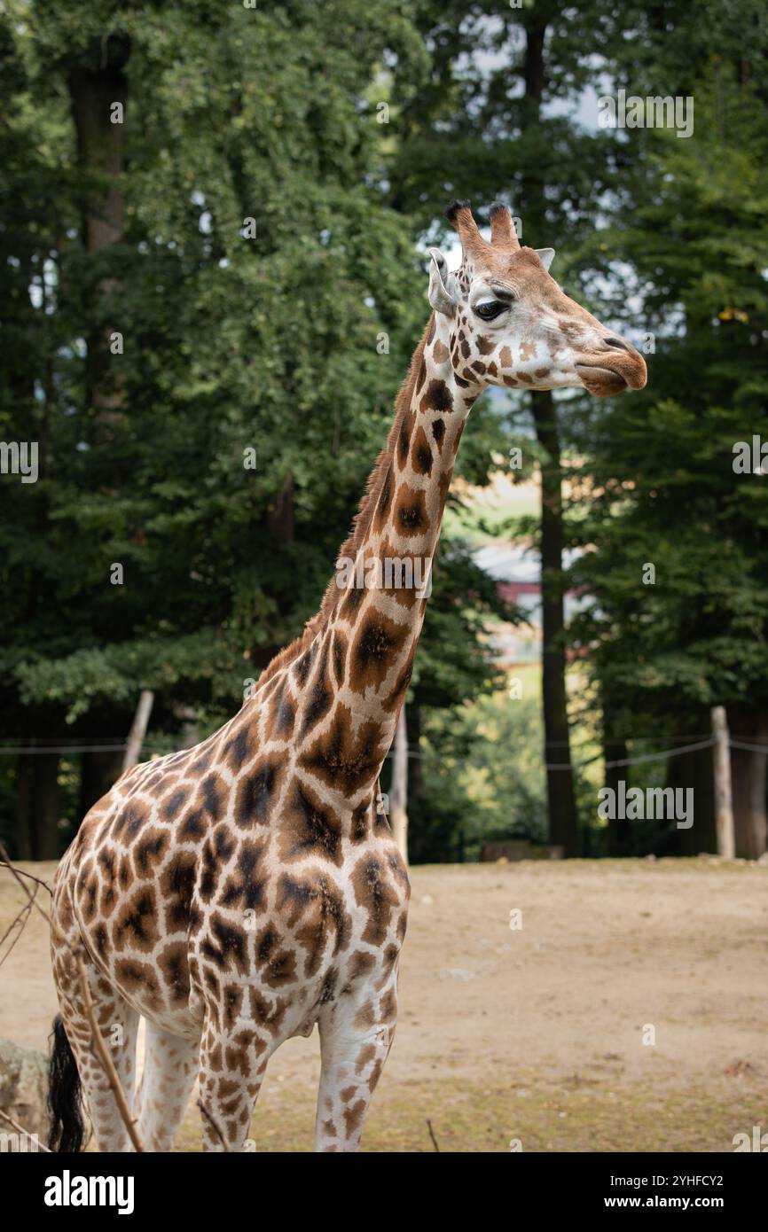 Rothschild's Giraffe in Zoological Garden. Wild African Animal with ...