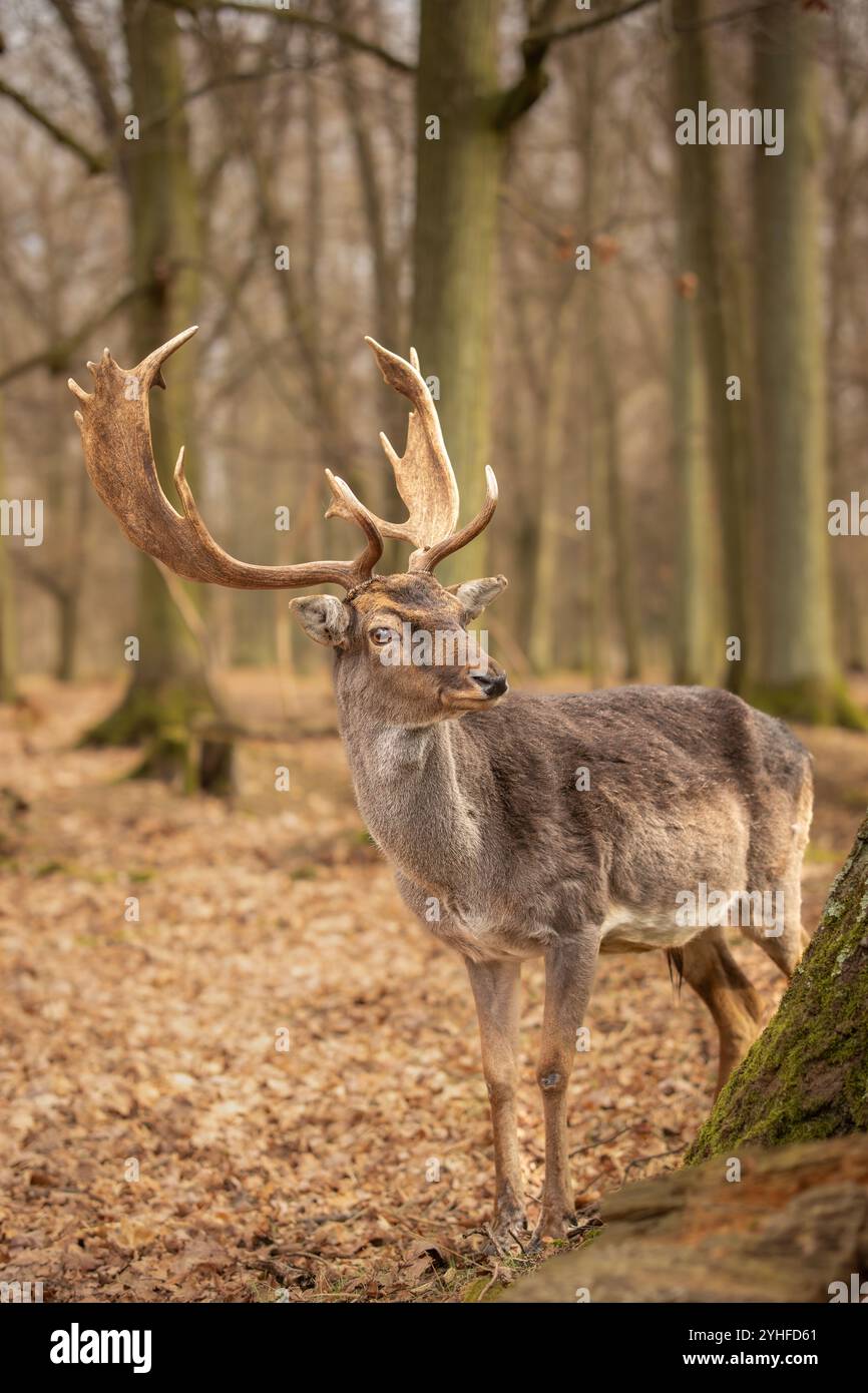 Vertical Portrait of European Fallow Deer with Antlers in Brown Forest. Majestic Furry Animal ...