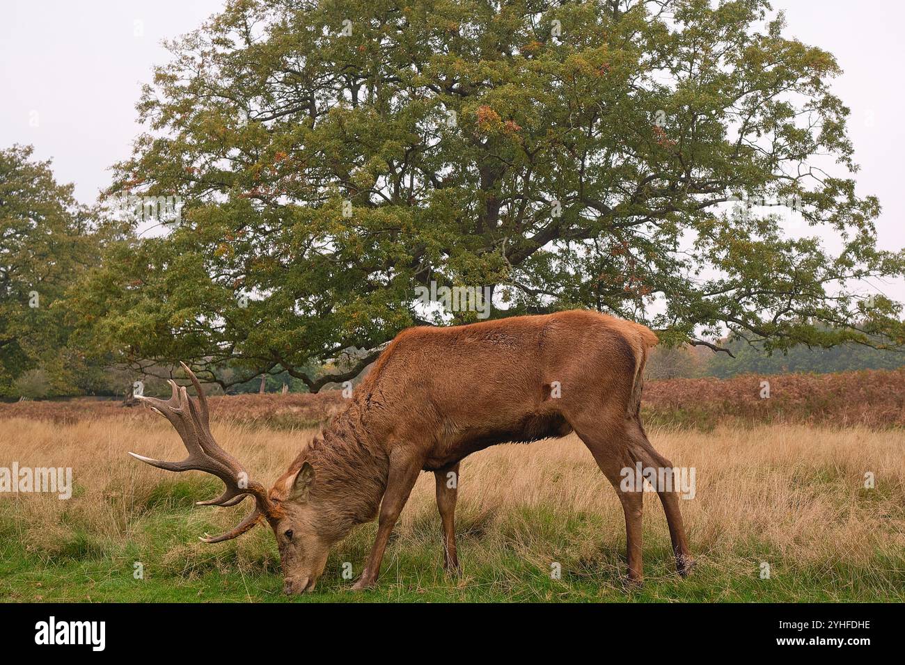 A stag walking in a field with an oak tree Stock Photo - Alamy