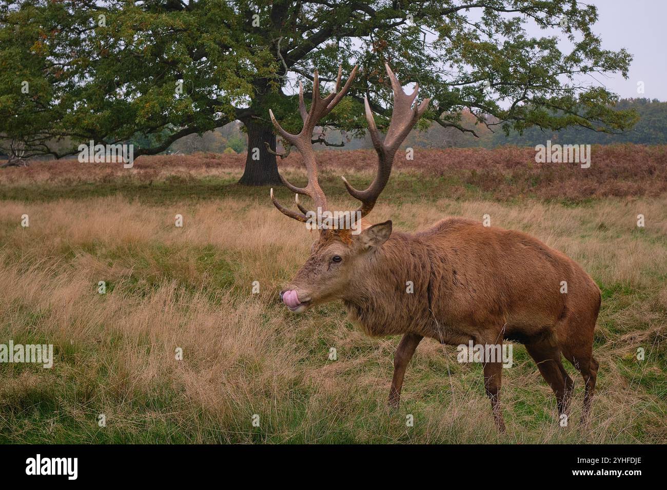 A stag walking in a field with an oak tree Stock Photo - Alamy